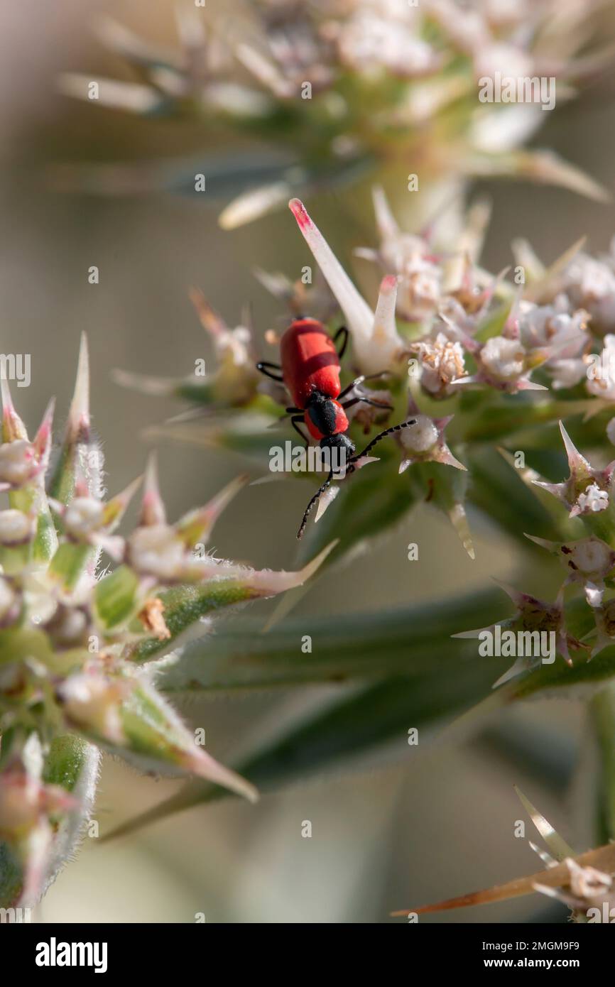 Red malachite beetle (Anthocomus rufus) on Prickly samphire ...