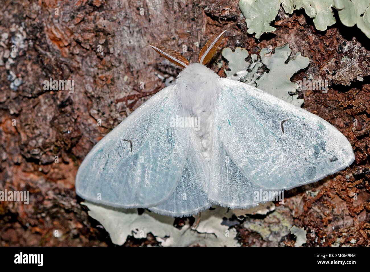 Black V moth (Arctornis l-nigrum), open vieww, top view, Gers, France ...