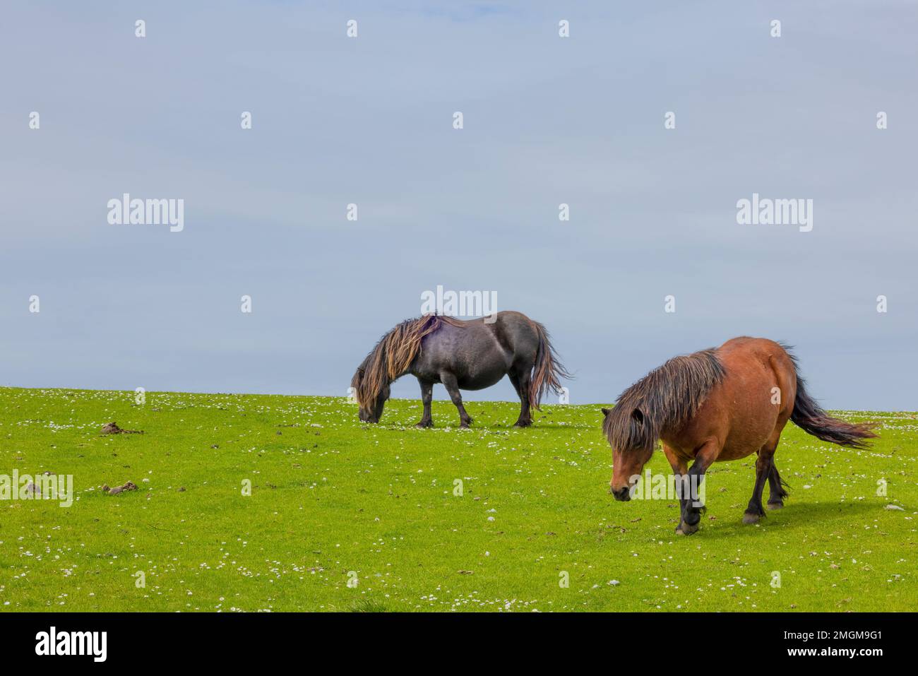 Shetland ponies in field, Shetland Islands, Scotland Stock Photo - Alamy