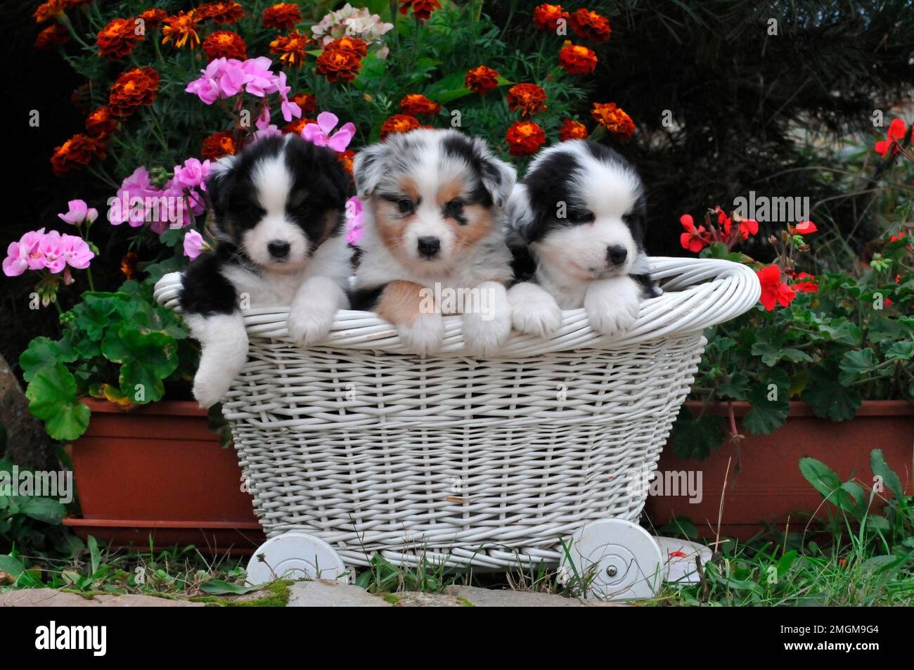 Portrait of three Australian Shepherd puppies, heterochomia eyes, blue ...
