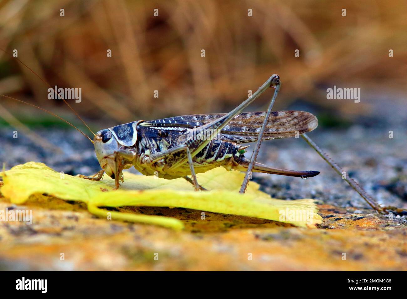 White-faced bush Cricket (Decticus albifrons) on a leaf, France Stock ...