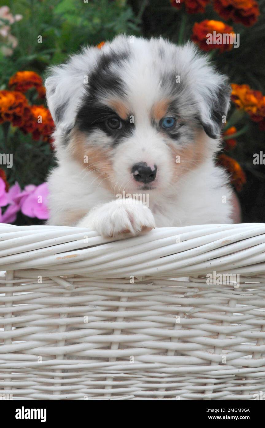 Portrait of Australian Shepherd puppy, heterochomia eyes, blue merle ...