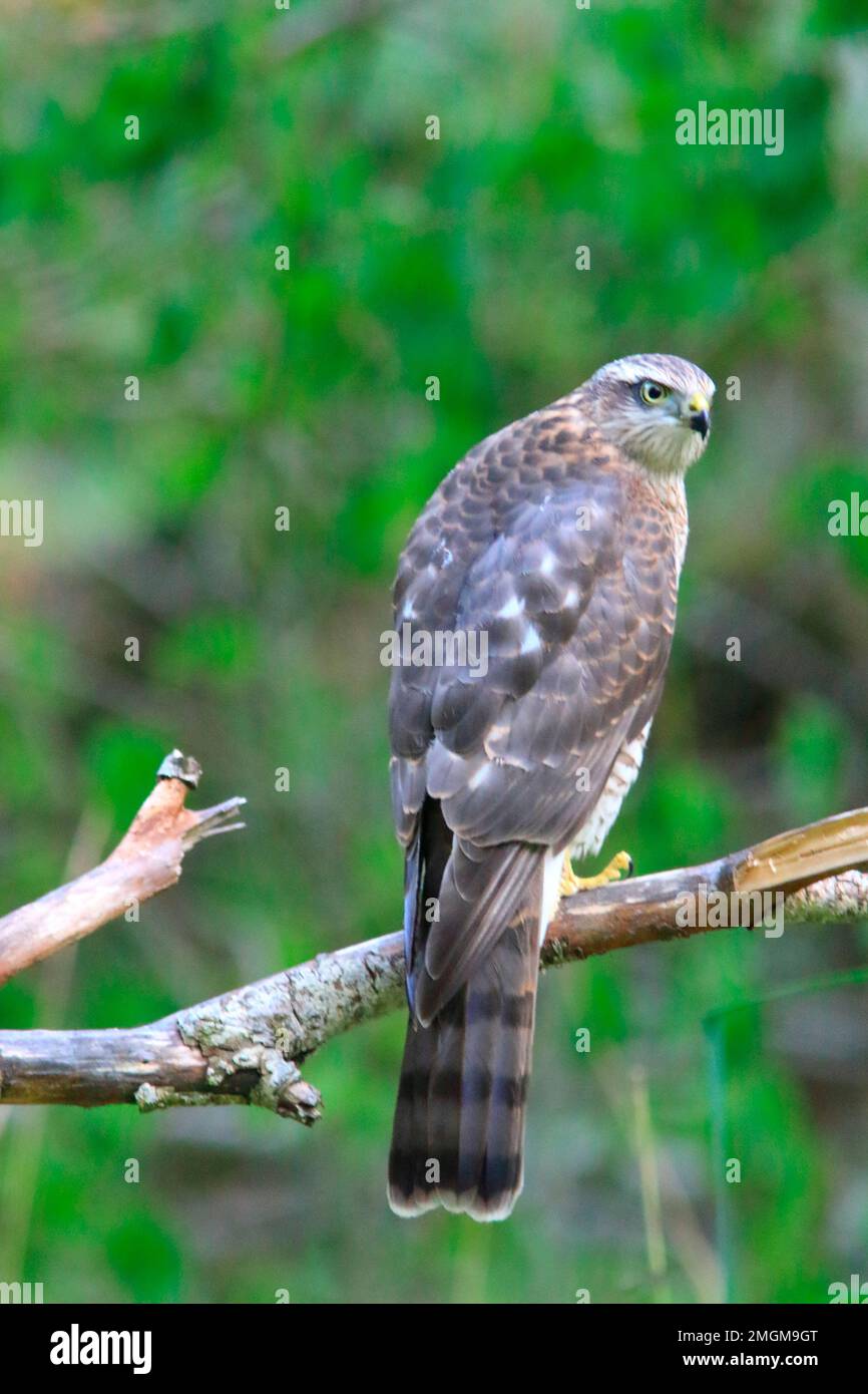 European Sparrowhawk (Accipiter nisus) male on a branch, France Stock ...