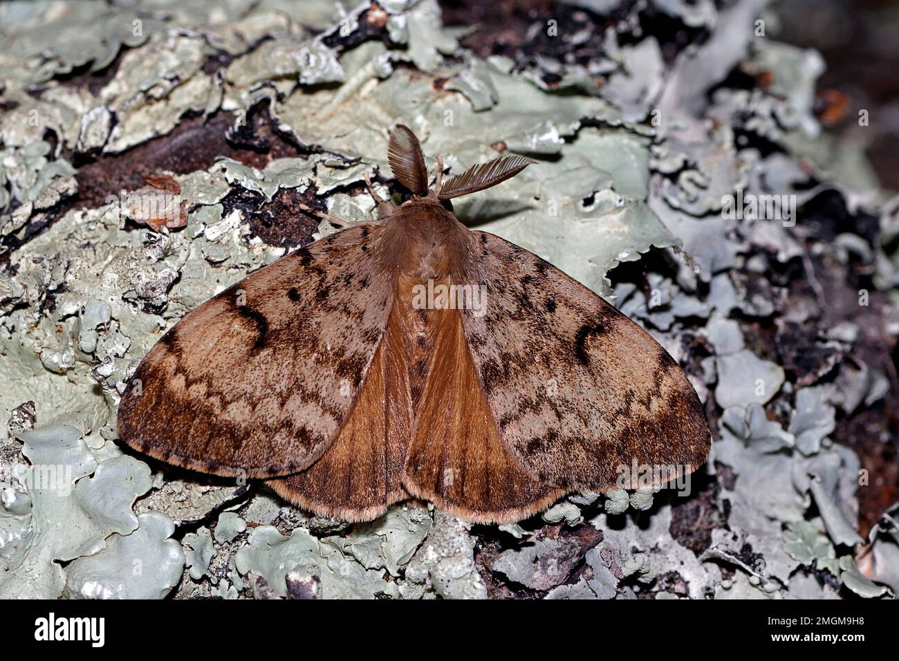 Asian gypsy Moth (Lymantria dispar), top view, Gers, France Stock Photo ...