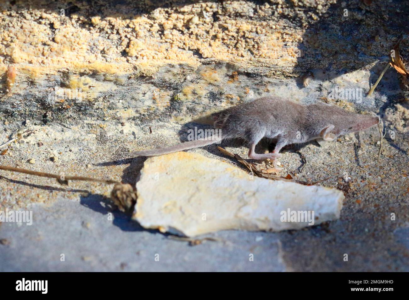White toothed pygmy shrew suncus etruscus hi-res stock photography and ...
