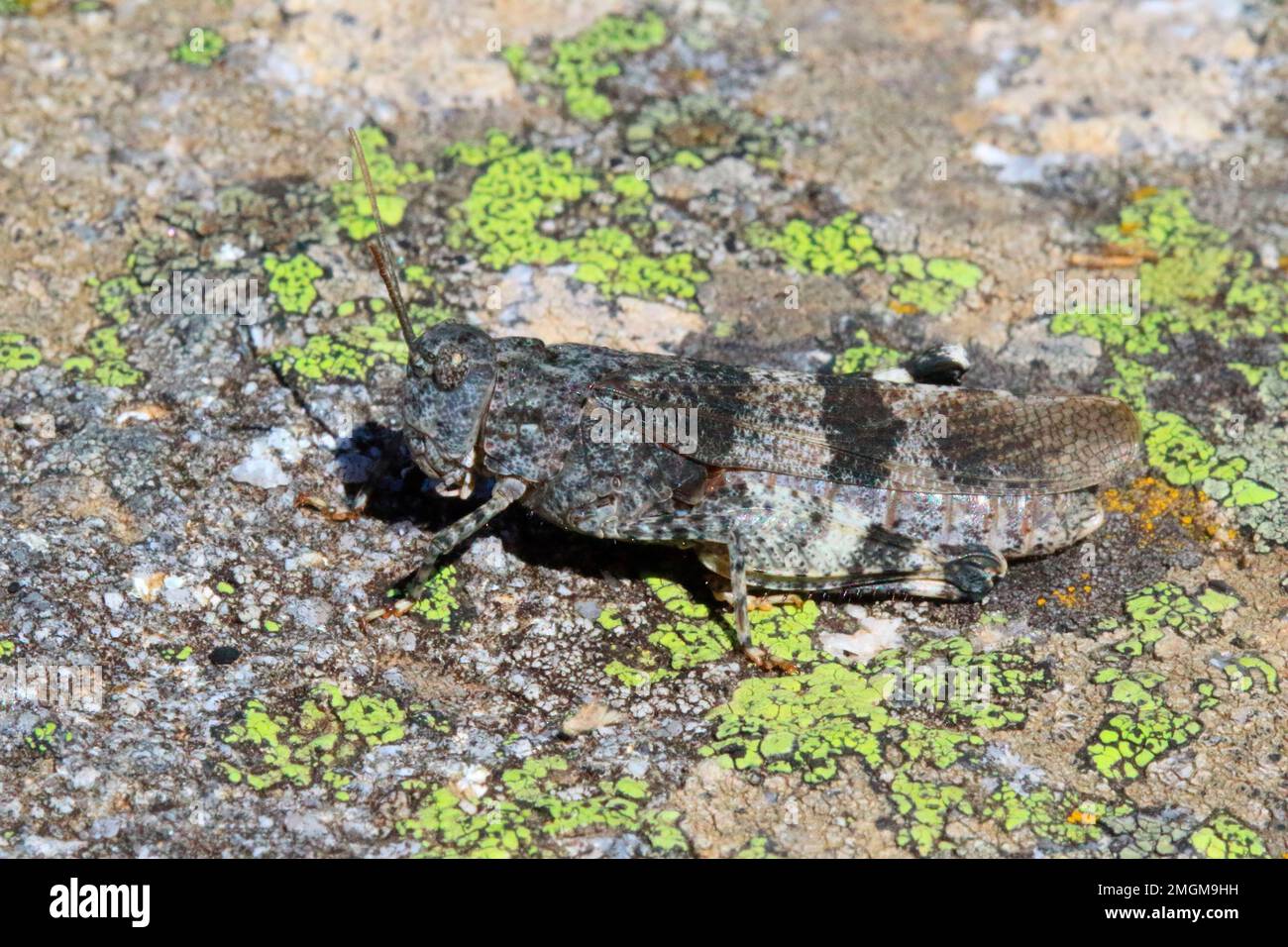 Red-winged grasshopper (Oedipoda germanica) on rock, France Stock Photo ...