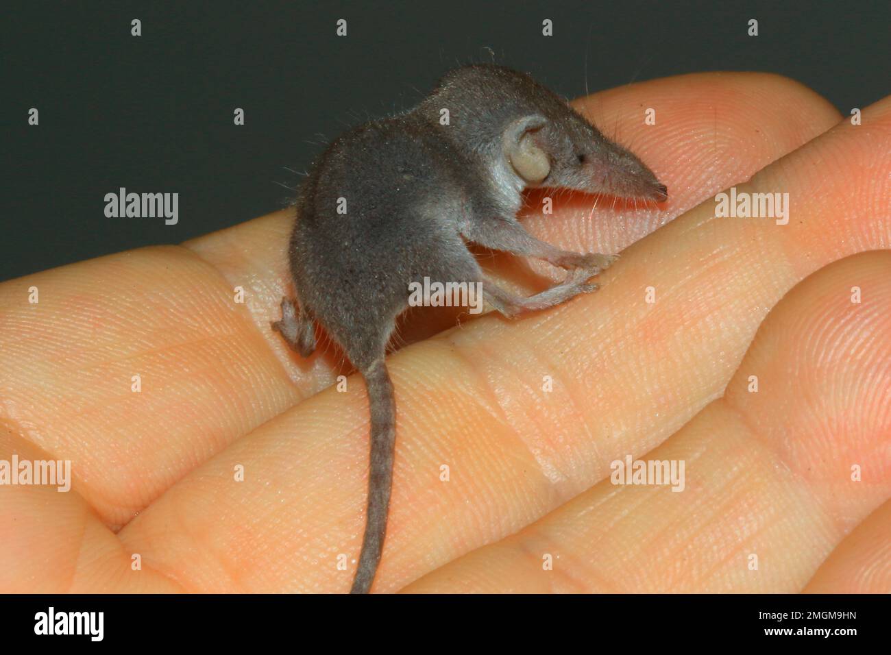 White-toothed pygmy shrew (Suncus etruscus) held in hand, Roynac, Drome ...