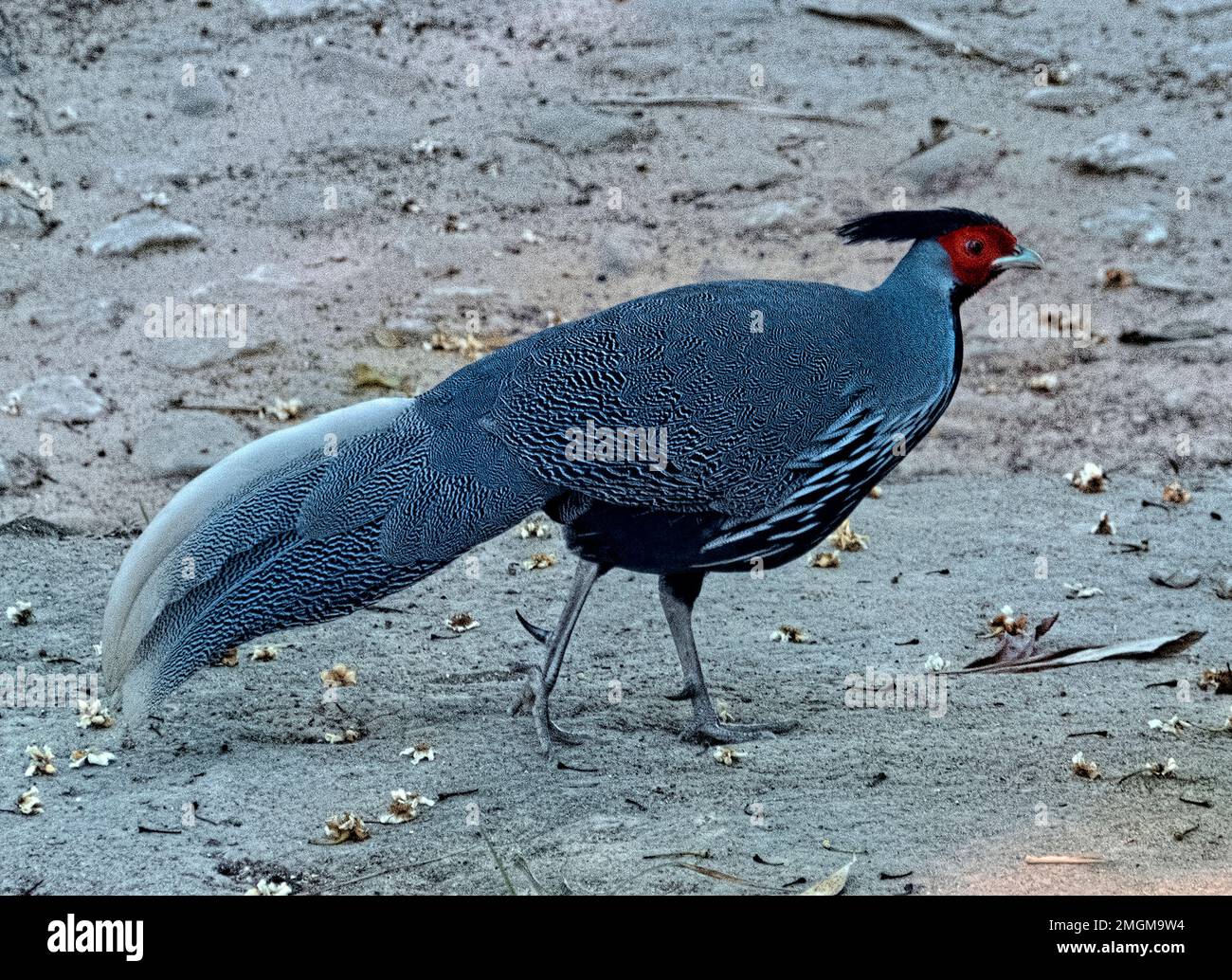 Colorful kalij pheasant (Lophura leucomelanos), Thong Pha Phum National ...