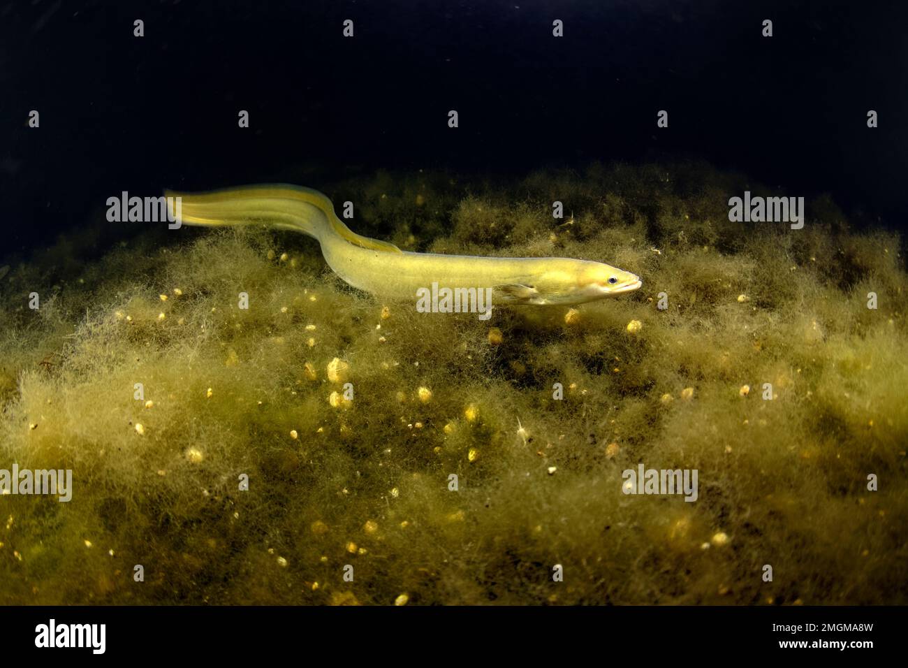 European eel (Anguilla anguilla) moving through seaweed in the middle ...