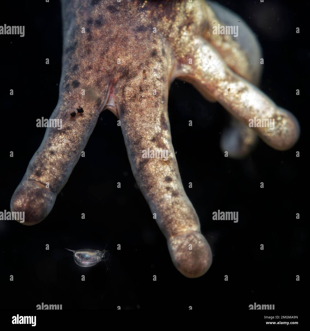 Detail of the leg of a grass frog at the bottom of a pond - city of ...