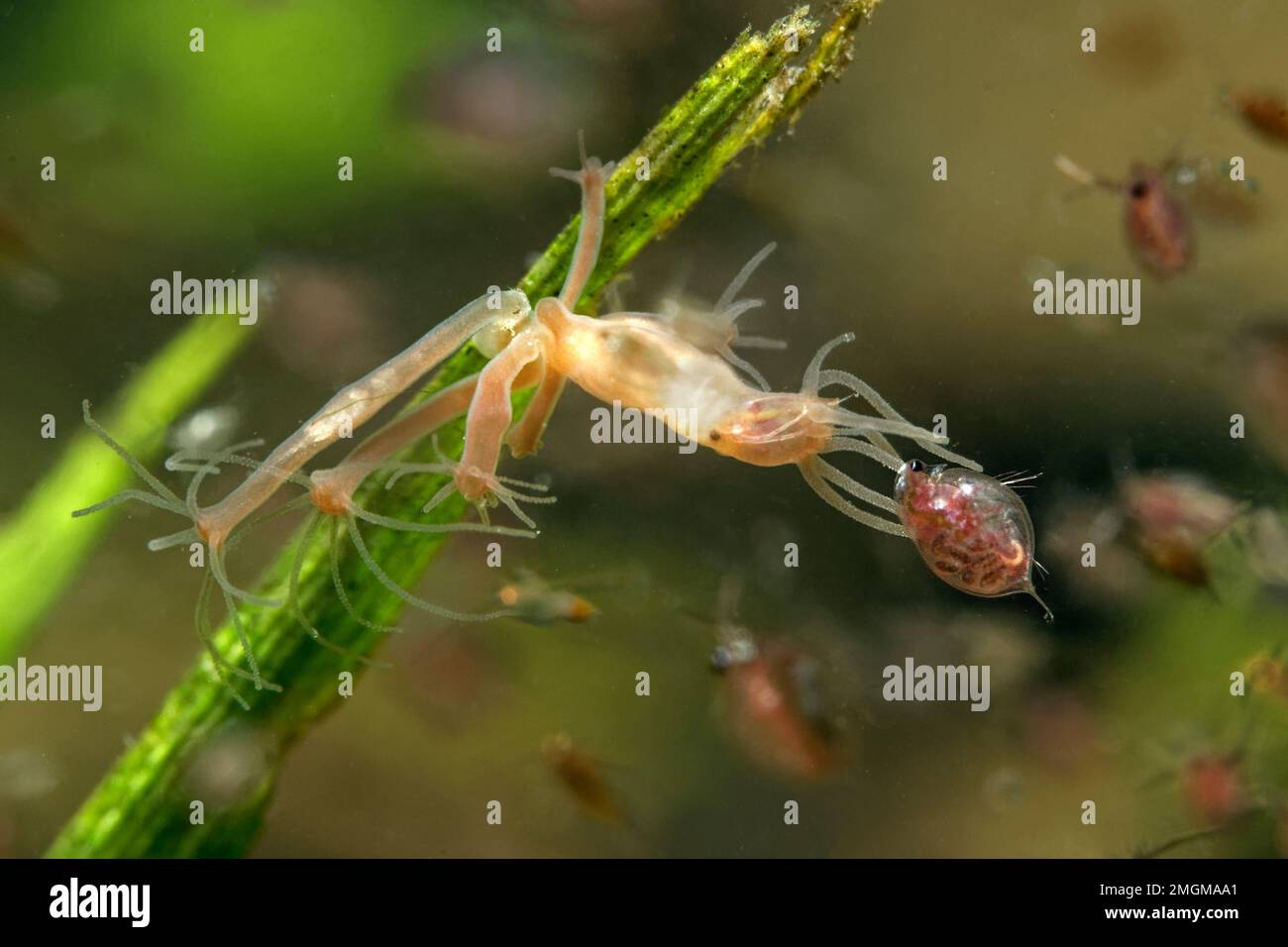 Hydra from catching a daphnia to swallow it - in a pond - city of ...
