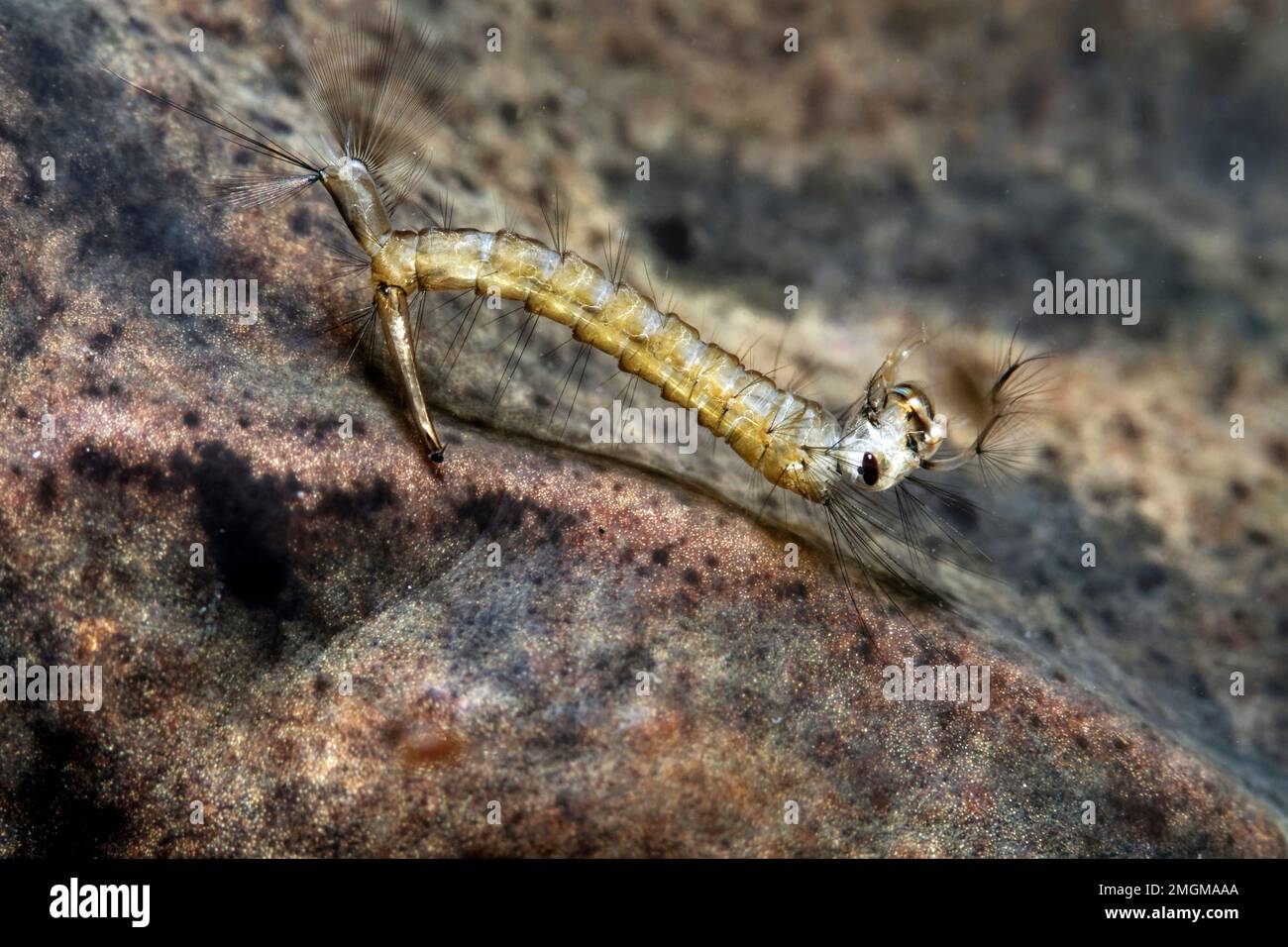 Mosquito larva resting on the back of a Grass Frog in a pond - city of ...