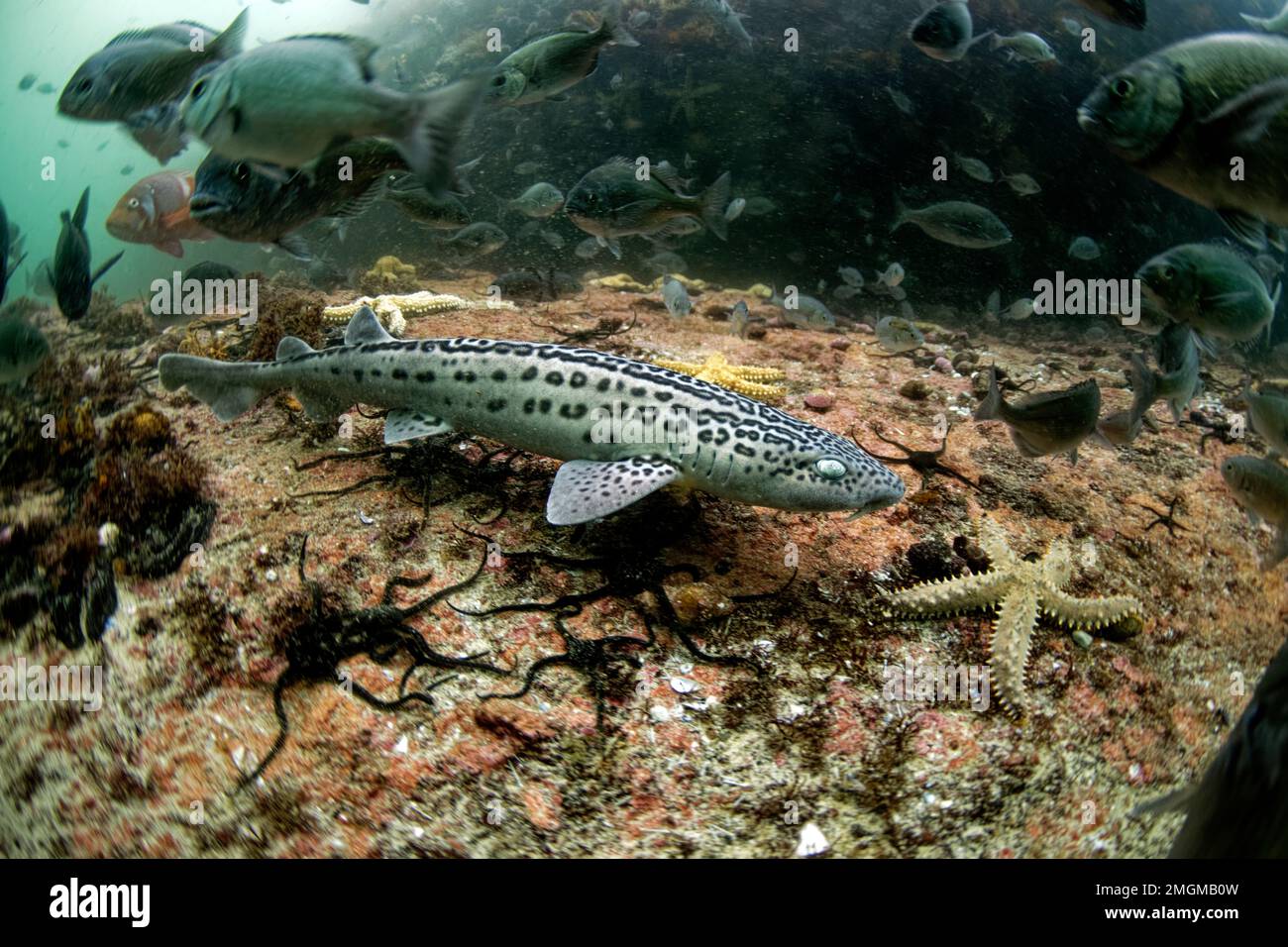 Leopard catshark (Poroderma pantherinum) - Cap of good hope - south ...