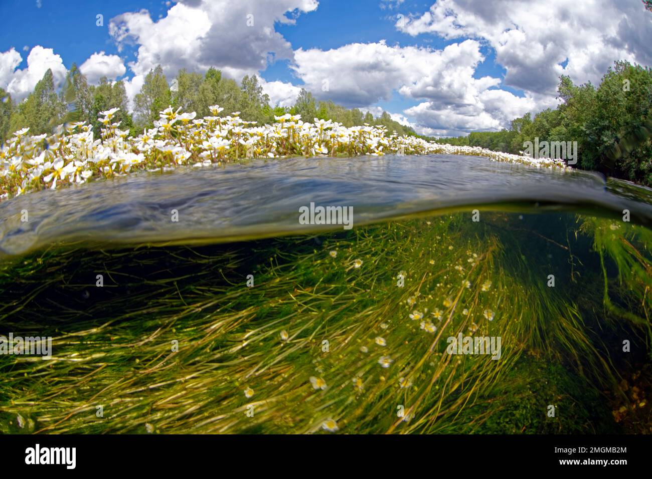 Half-air, half-water White water-crowfoot (Ranunculus aquatilis) in the ...