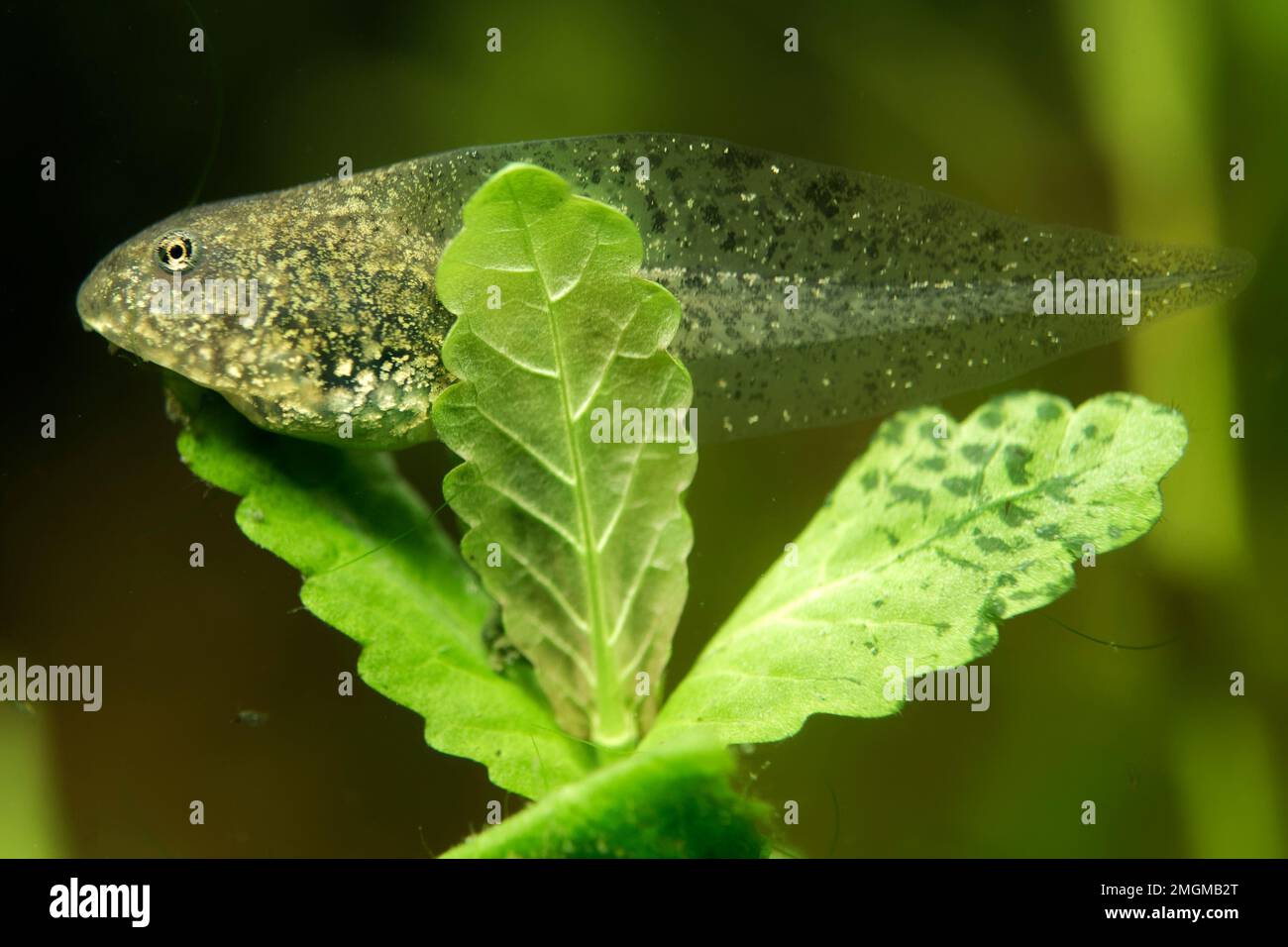 Grass Frog (Rana dalmatina) tadpole on an aquatic plant in a pond ...