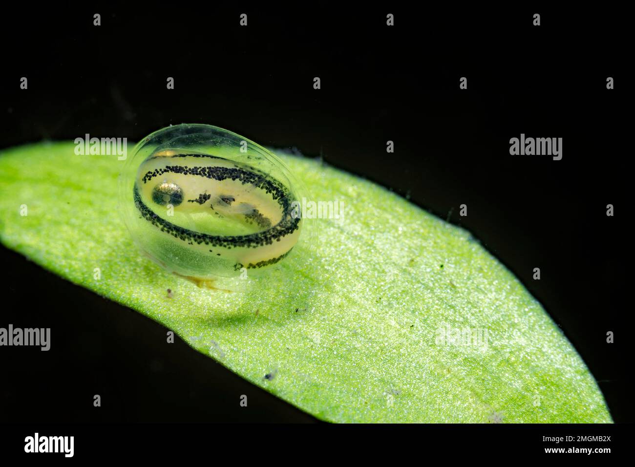 Northern crested newt (Triturus cristatus) egg protected by a leaf ...