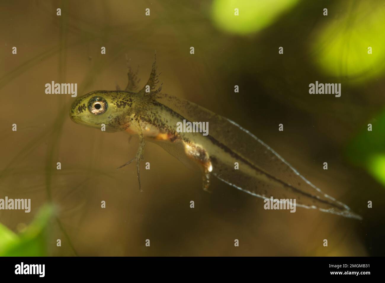 Northern crested newt (Triturus cristatus) larva moving in a pond- city ...