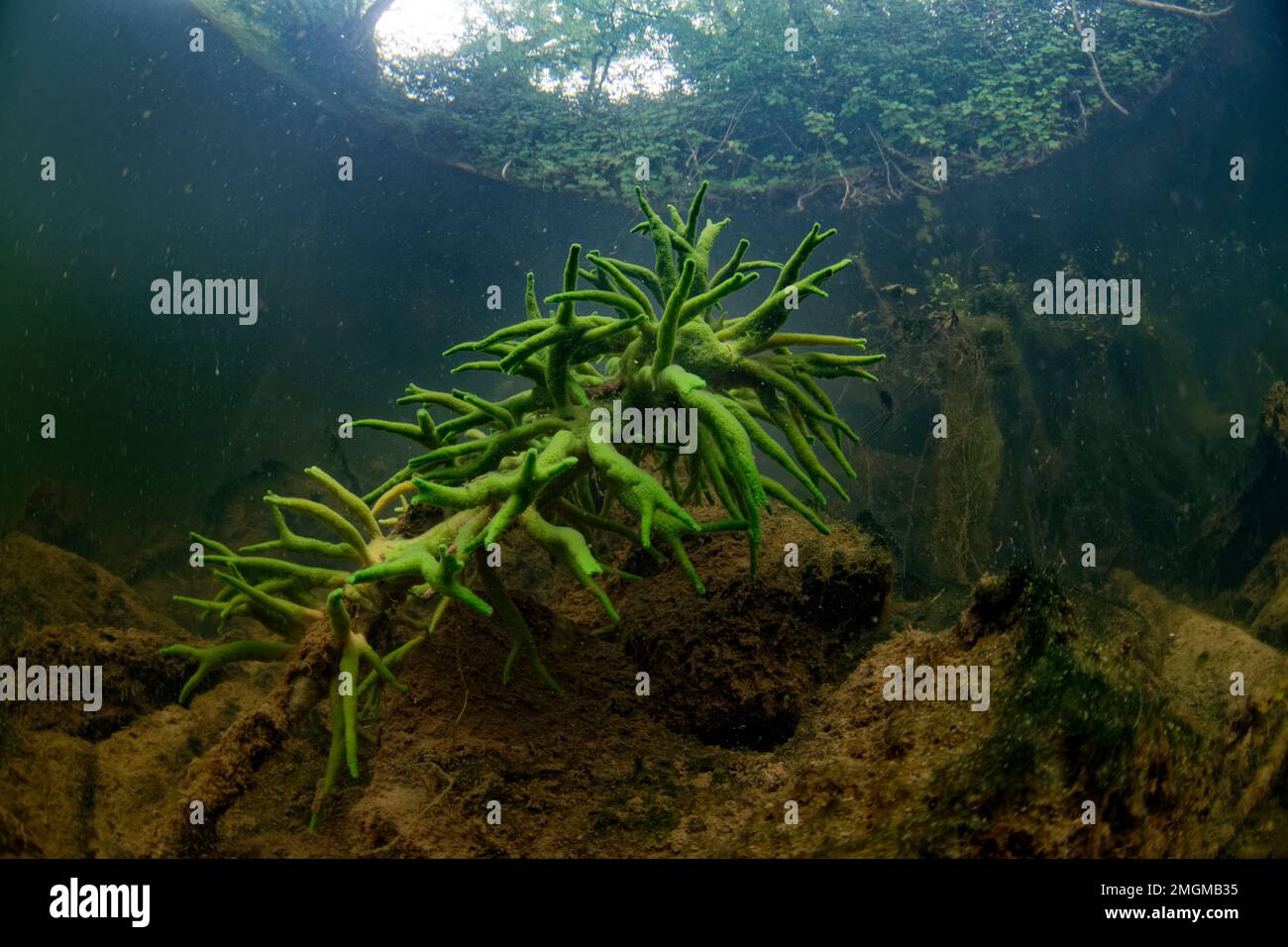 Freshwater sponge (Spongilla lacustris) on the bottom of the Cher river ...