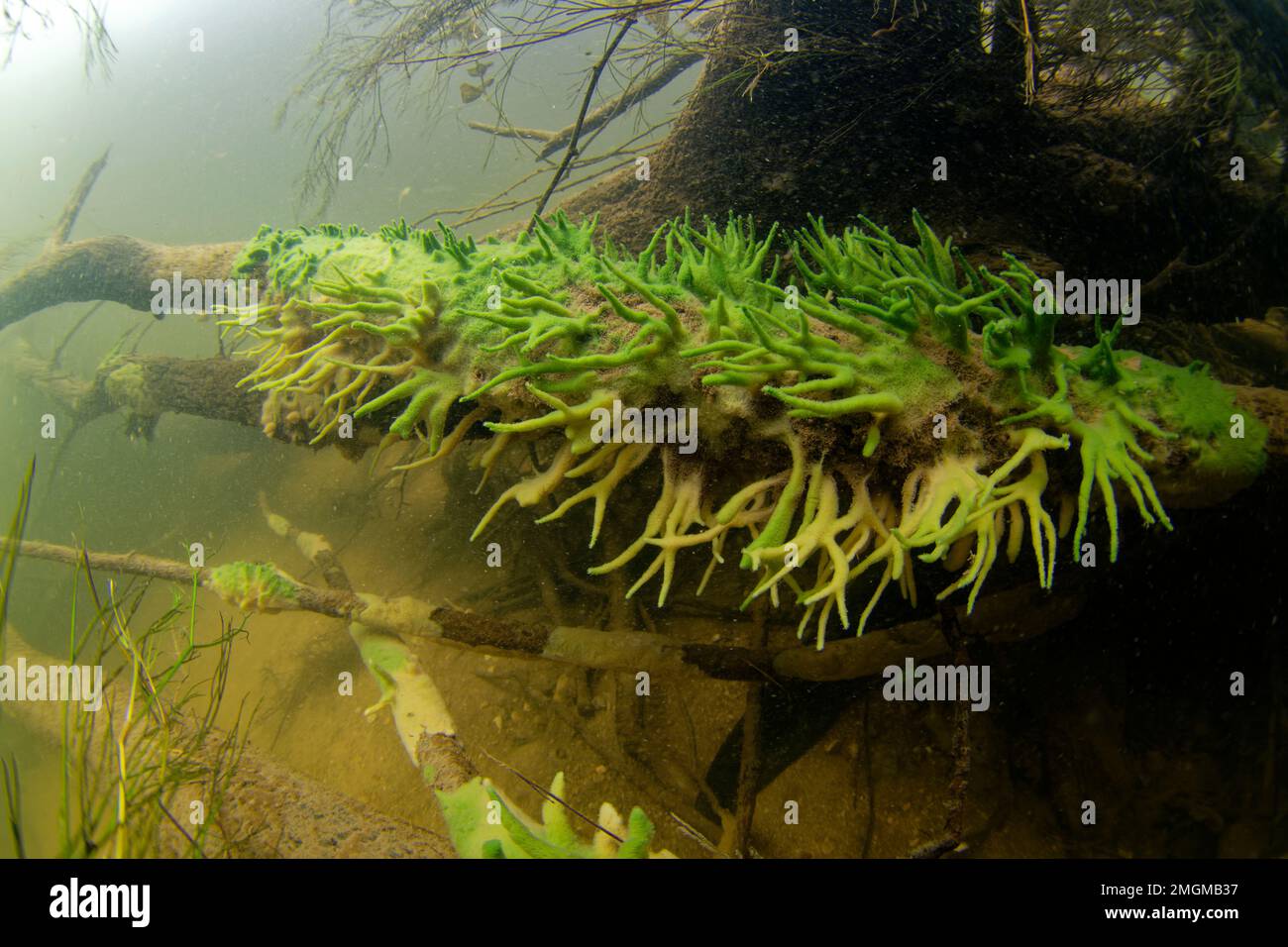 Freshwater sponge (Spongilla lacustris) on thedead tree of the Cher ...
