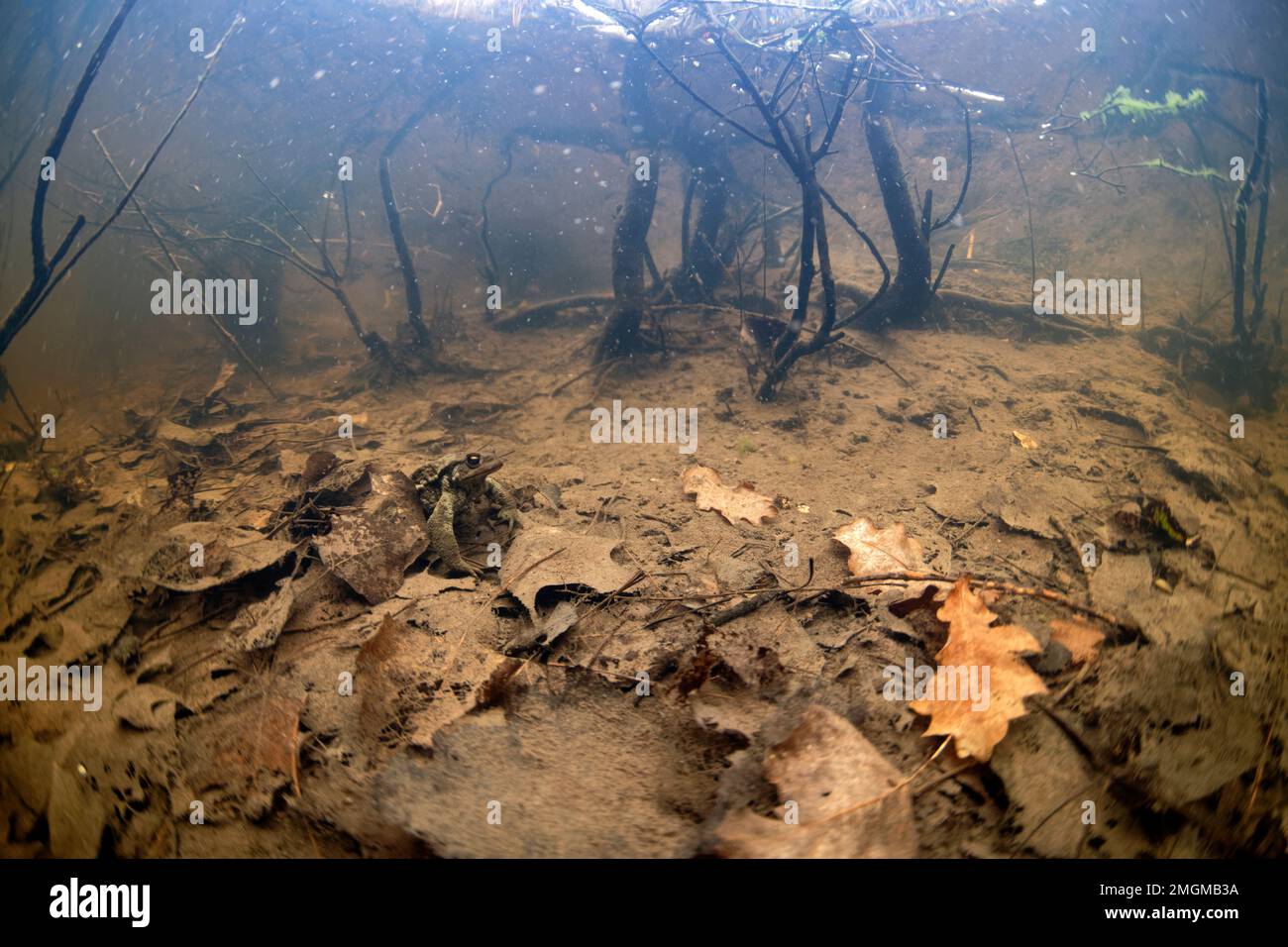 Common toad (Bufo bufo) male in a pond looking for a female during the ...