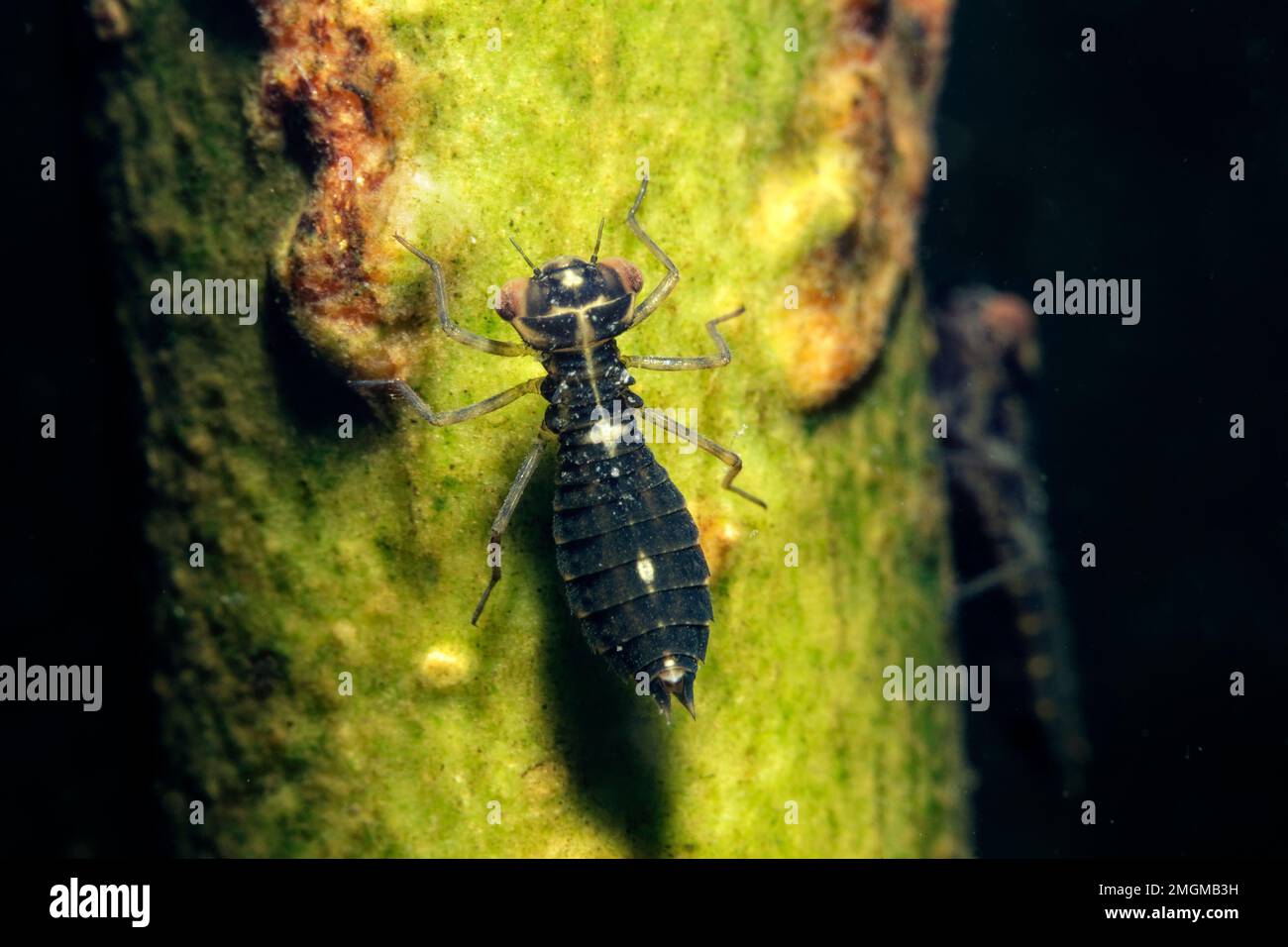 Dragonfly nymph underwater hi-res stock photography and images - Alamy