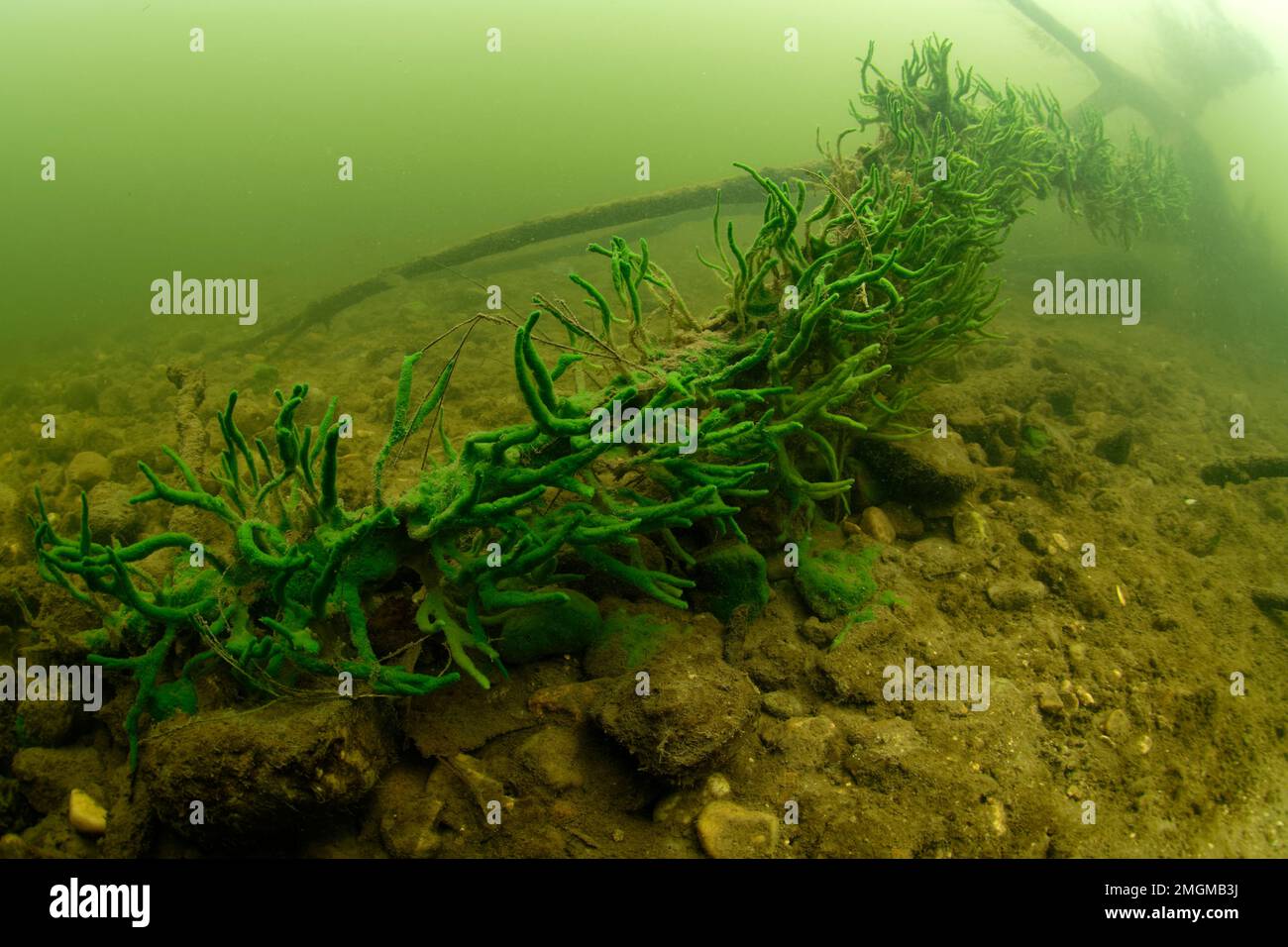 Freshwater sponge (Spongilla lacustris) on thedead tree of the Cher ...