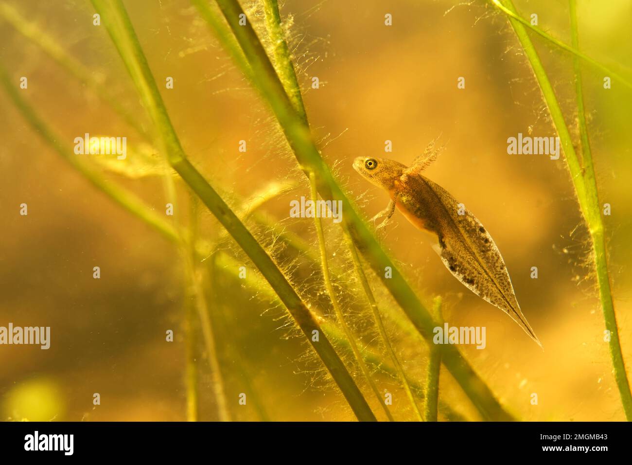 Northern crested newt (Triturus cristatus) larva on a leaf - city of ...