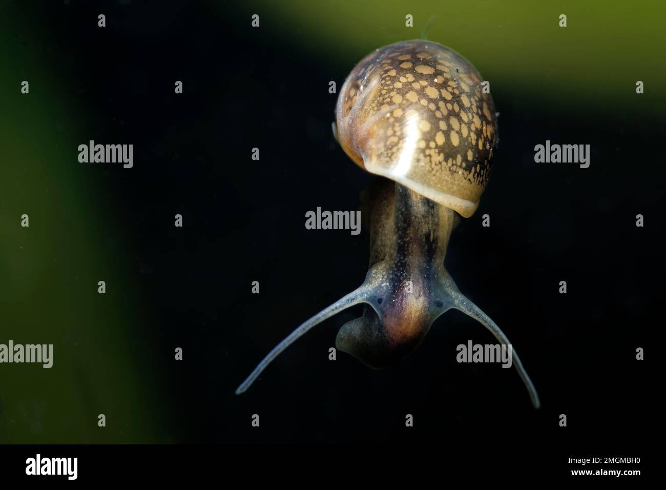 Freshwater snail (Lymnaea sp) levitating in a pond - city of Couffy ...