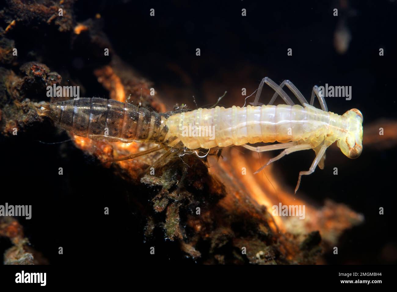 Dragonfly (Odonata sp) very young nymph in a pond during moulting ...