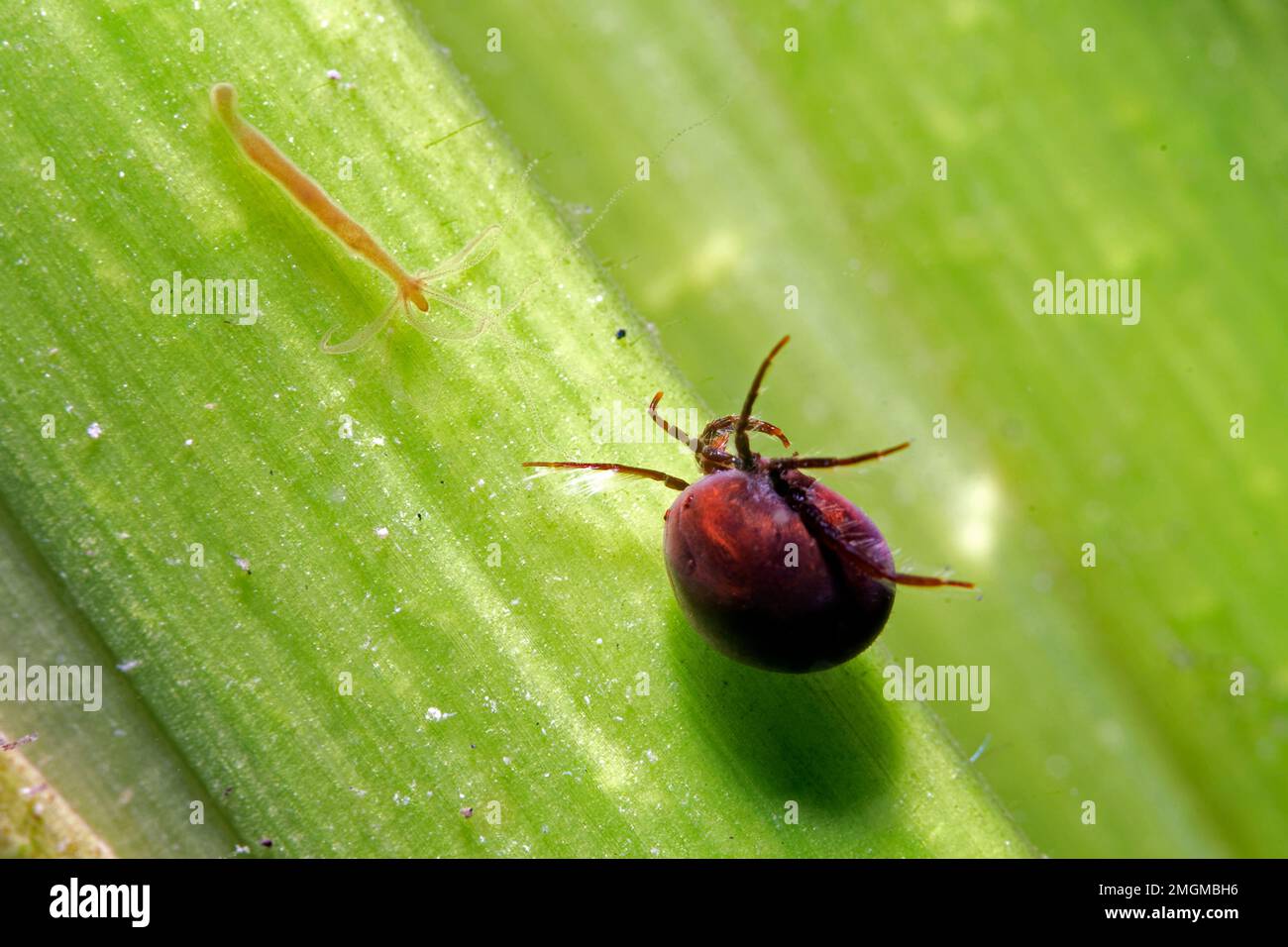 Predatory mite hi-res stock photography and images - Alamy