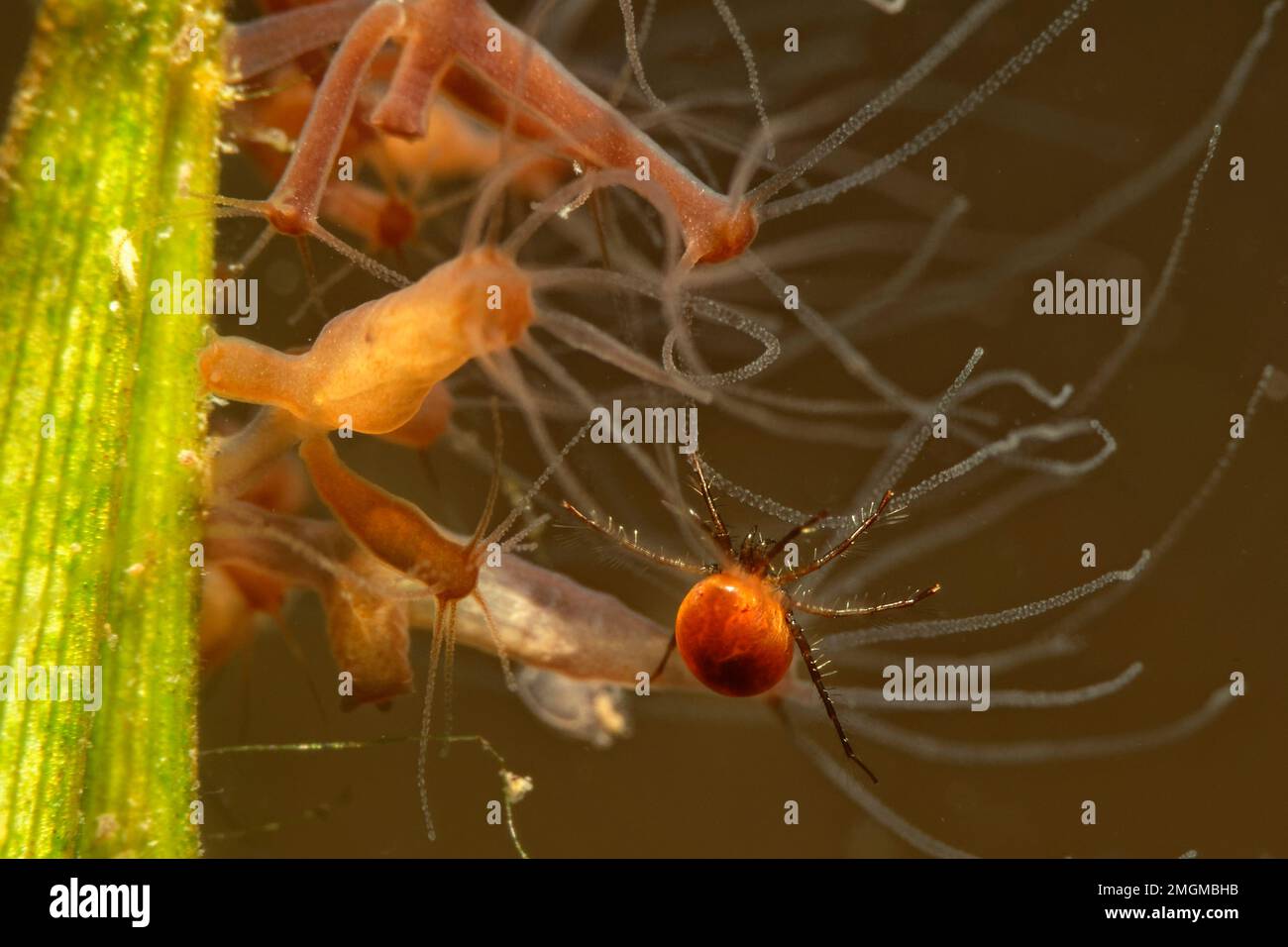Predatory mite hi-res stock photography and images - Alamy