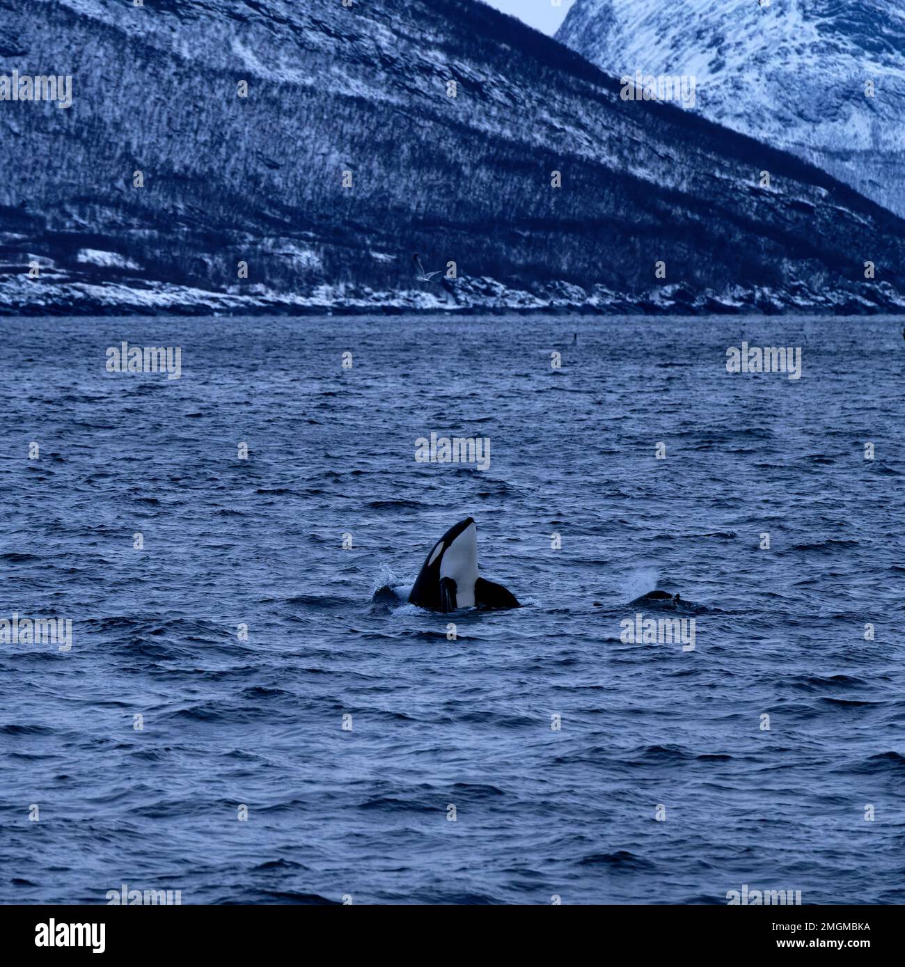 Curious Killer whale (Orcinus orca) in a Norwegian fjord. North ...