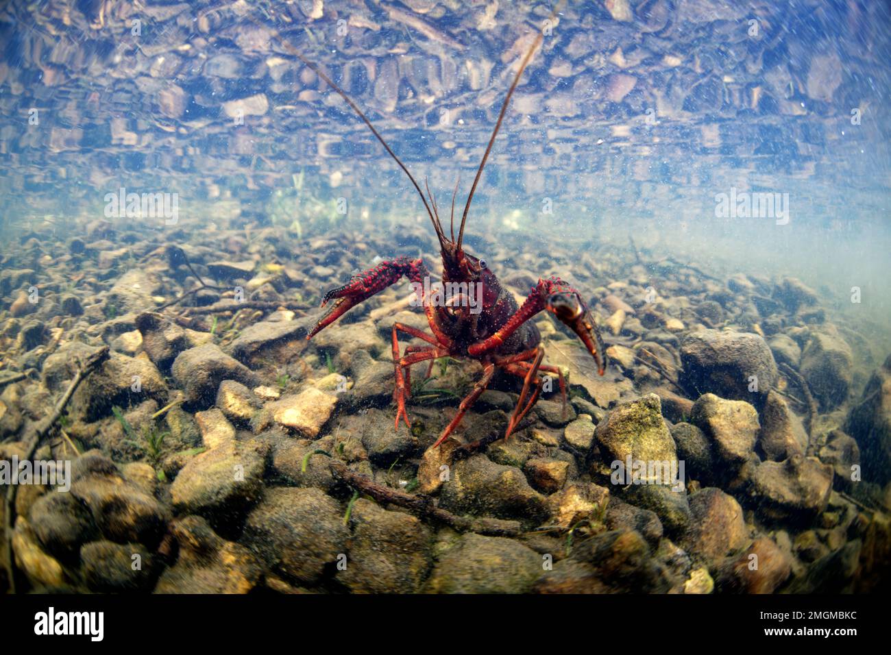 Red swanp crayfish (Procambarus clarkii) in a pond - city of Couffy ...