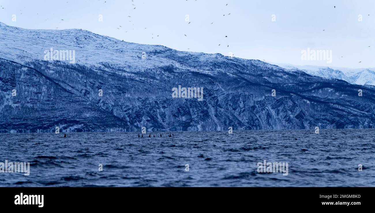 Group of Killer whales (Orcinus orca) in a Norwegian fjord. North ...