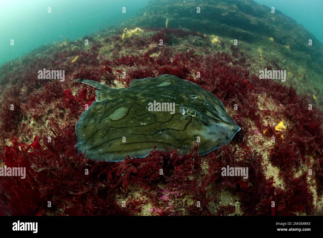 Undulate ray (Raja undulata) resting on a seaweed background - Oleron ...
