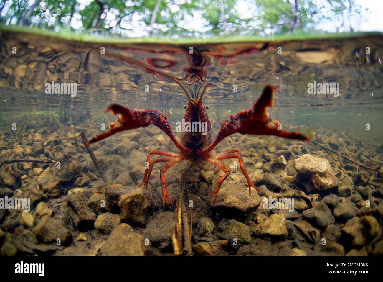 Red swanp crayfish (Procambarus clarkii) in a pond - city of Couffy ...