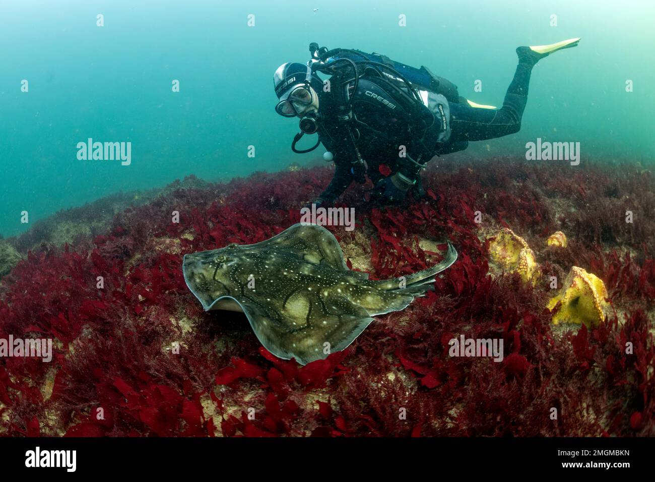 Undulate ray (Raja undulata) resting on a seaweed background and diver ...