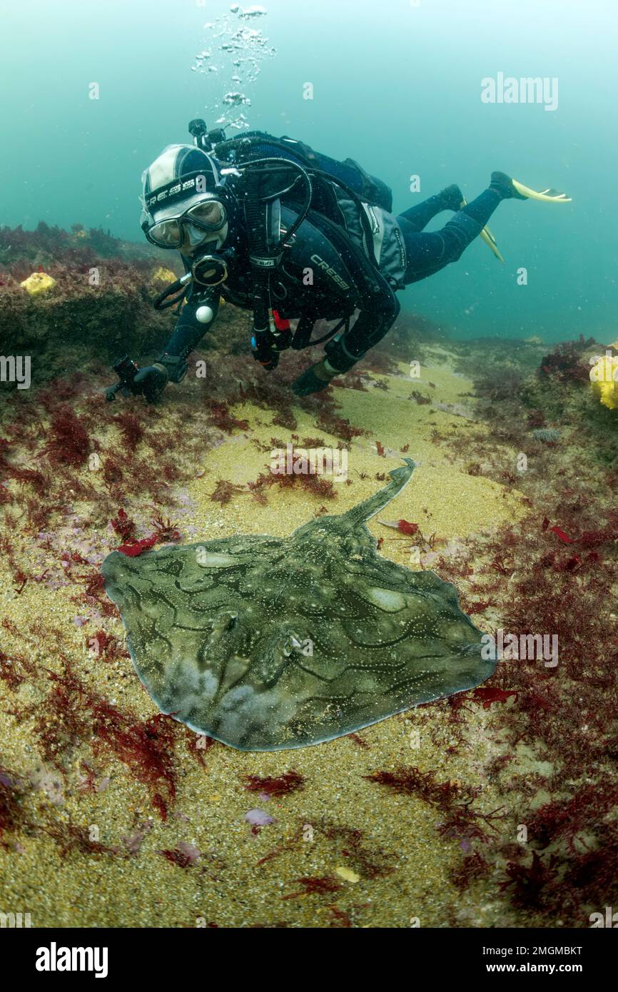 Undulate ray (Raja undulata) resting on a seaweed background and diver ...
