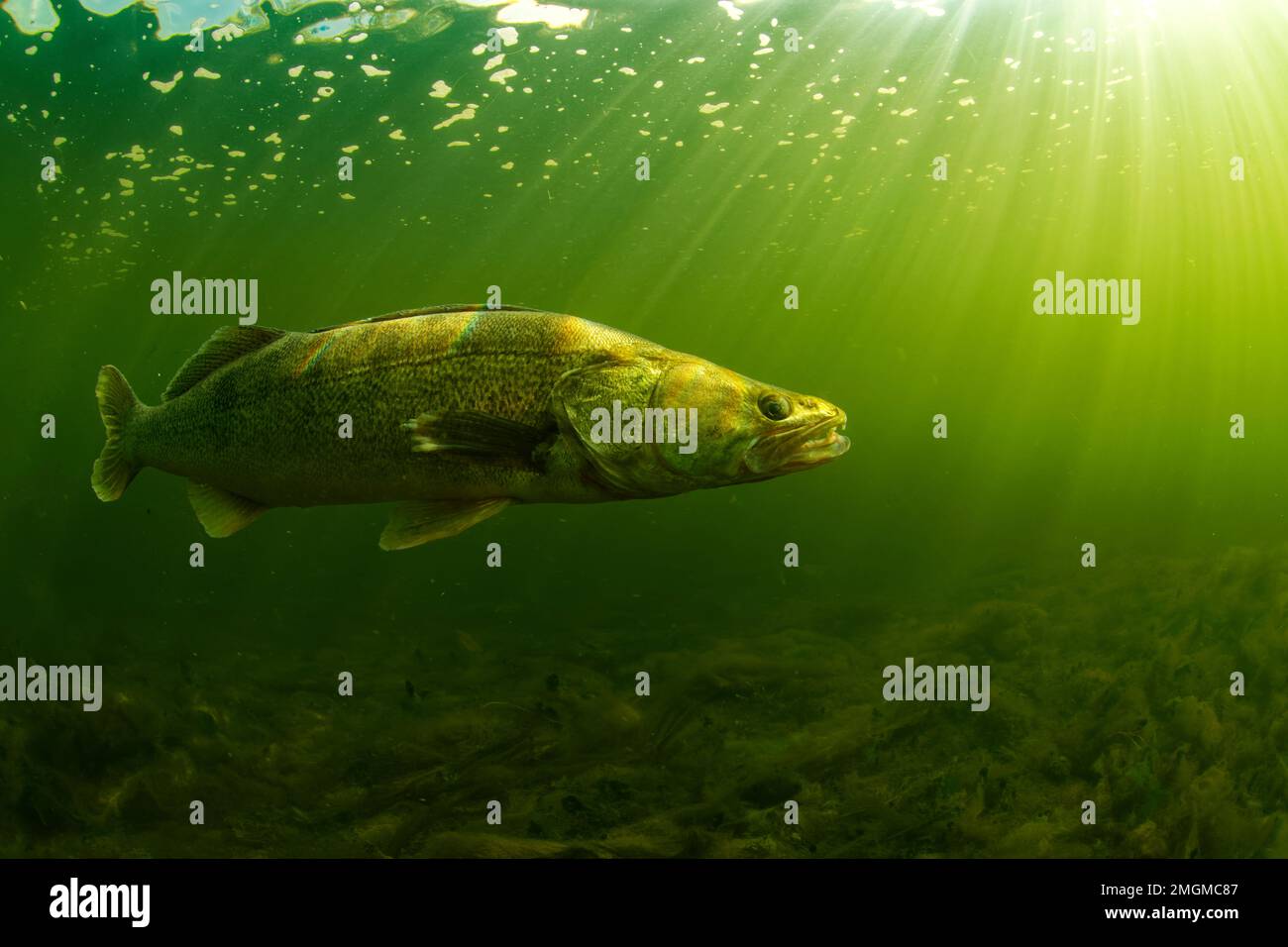 Zander (Sander lucioperca) at the bottom of the Cher river ...