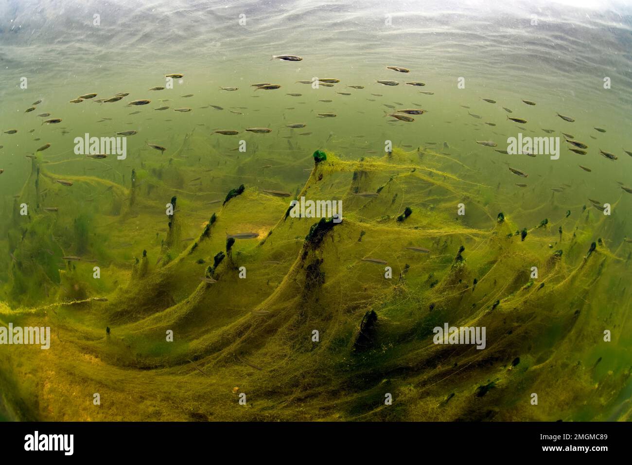 Underwater landscape - Algae and fish in the Cher river- city of Couffy ...