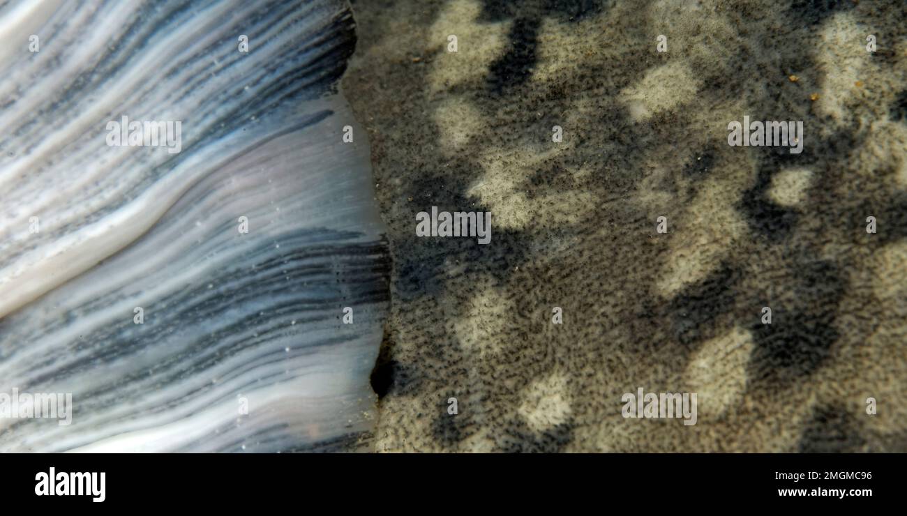 Detail of the skin and fin of Wels catfish (Silurus glanis) in the ...