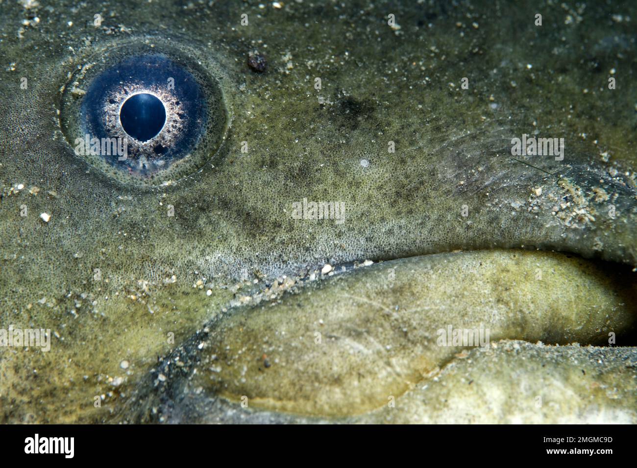 Eye of Wels catfish (Silurus glanis) in the river Cher - city of Couffy ...