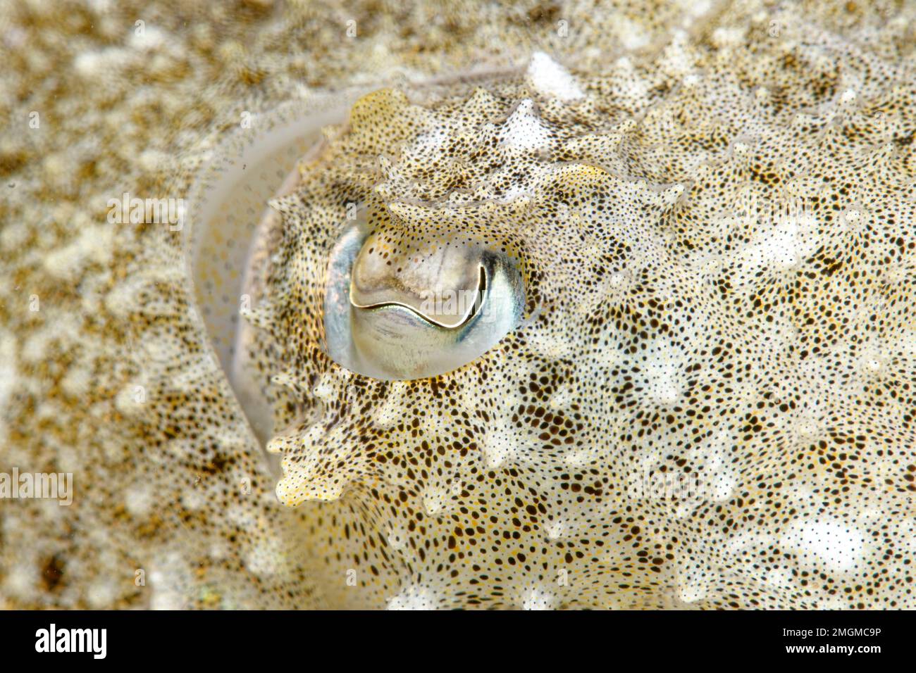 Detail of the Common Cuttlefis (Sepia officinalish) eye and its ...