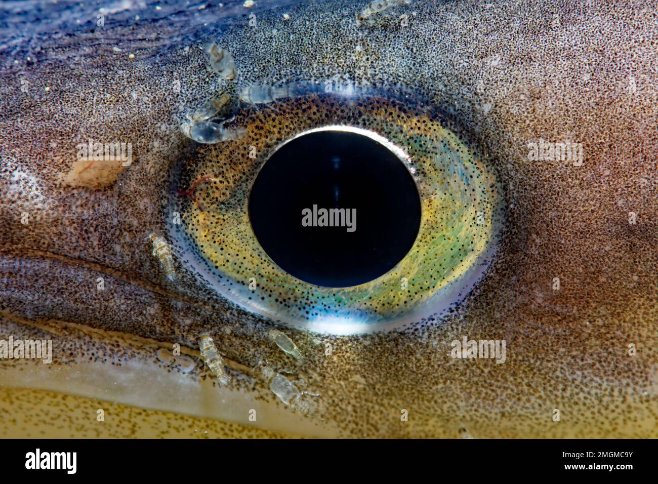 Detail of the eye of European Conger (Conger conger) - Oleron island ...