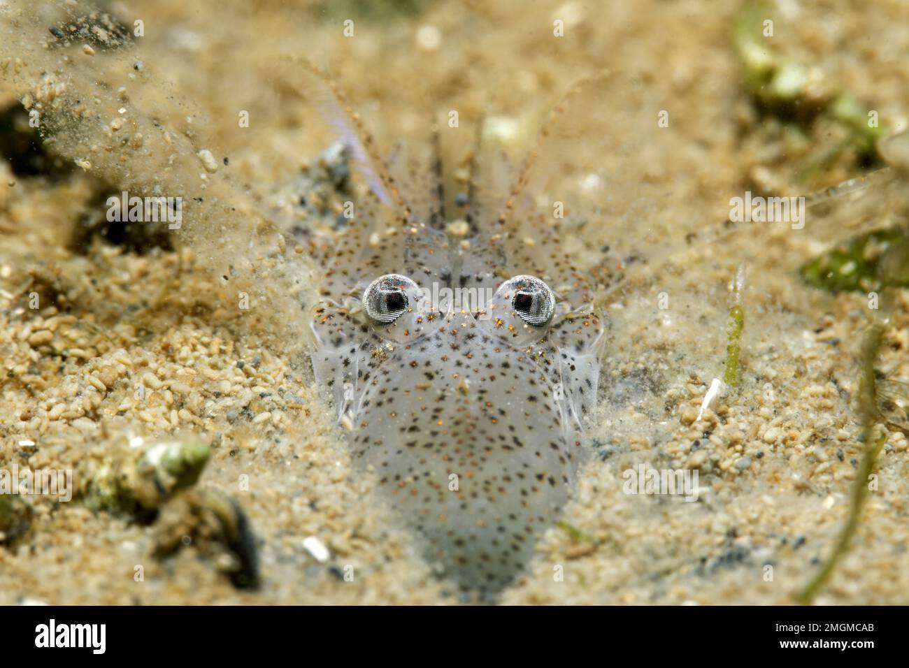 Detail of the eyes of a common shrimp (Crangon crangon) - Oleron island ...