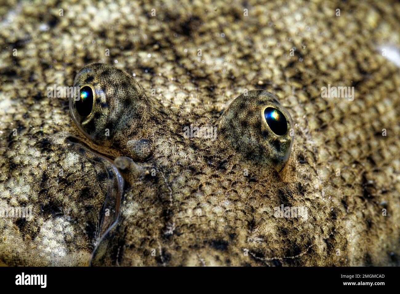 Detail of the eyes of a common sole (Solea solea) - Oleron island ...