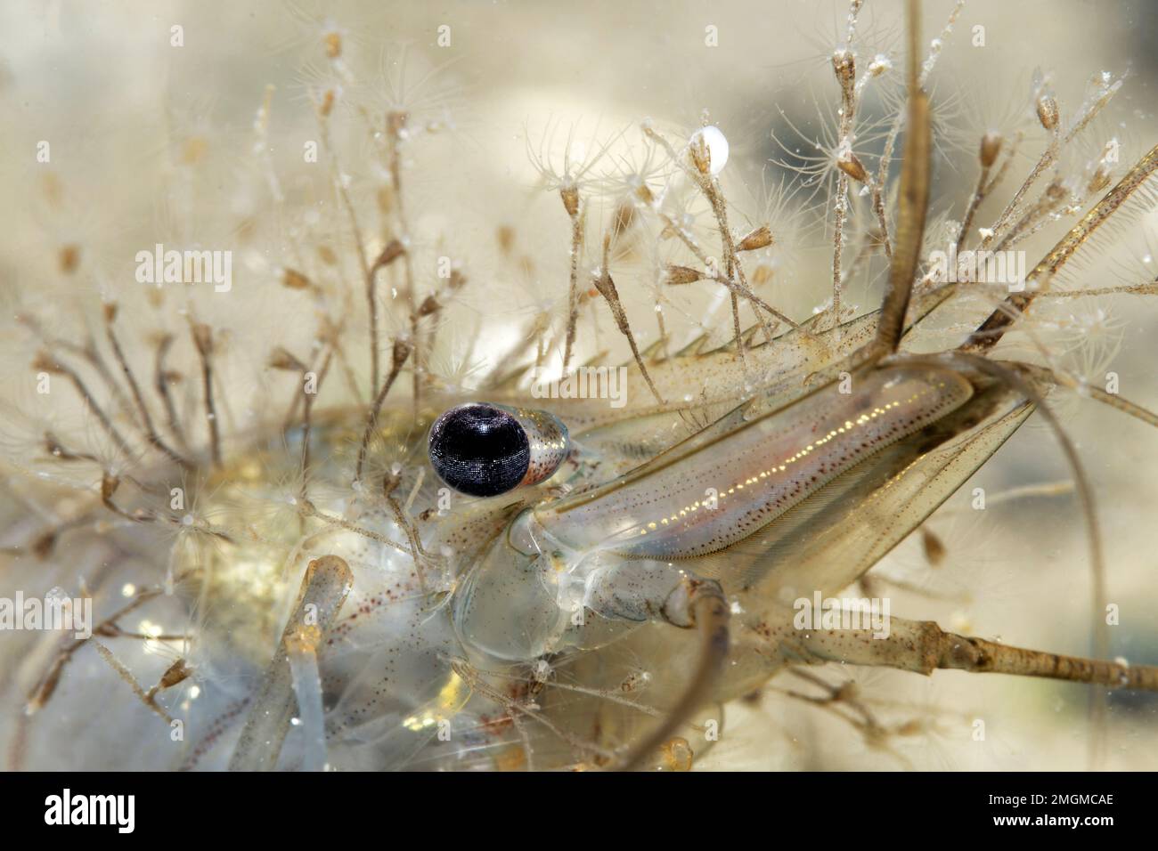Common prawn (Palaemon serratus) eye and parasite - Oleron island ...