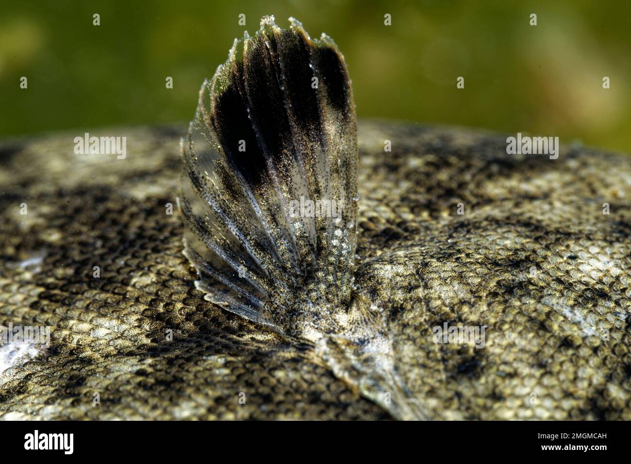 Detail of the dorsal fin of a common sole (Solea solea) - Oleron island ...