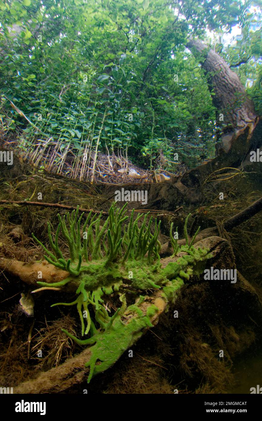 Freshwater sponge (Spongilla lacustris) on the bottom of the Cher river ...