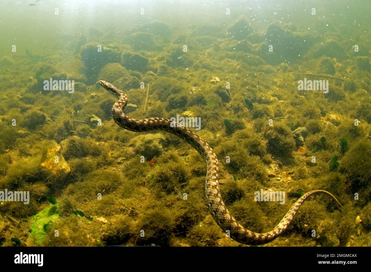 Viperine water snake (Natrix maura) hunting in le Cher river- city of ...